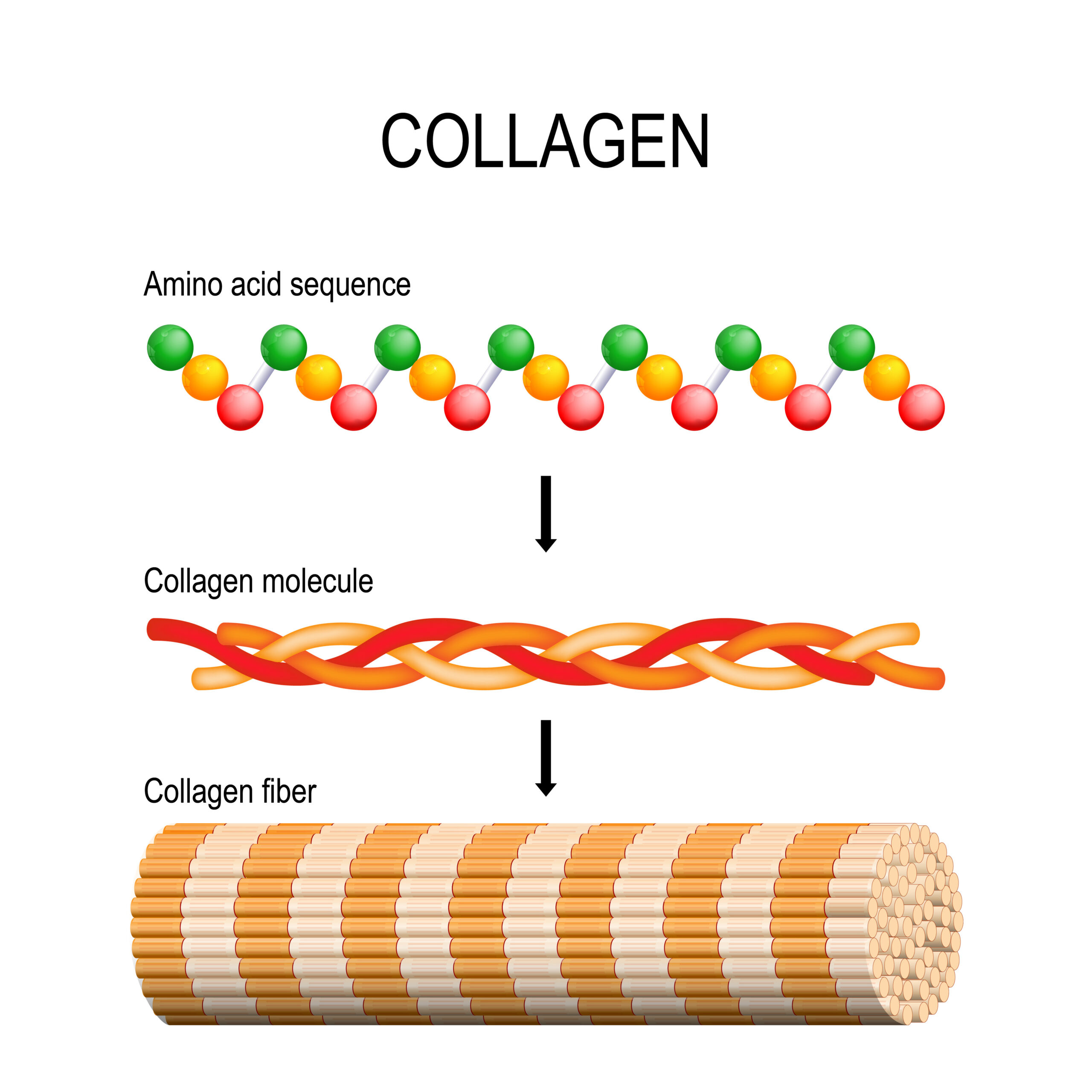 Collagen - HerbKnowledge.net