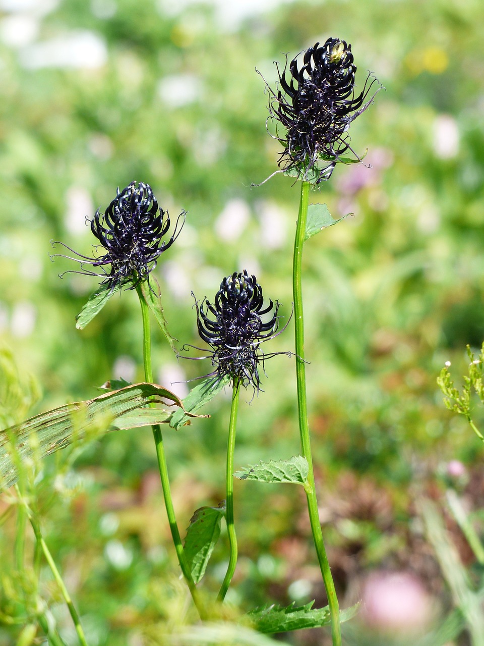 Devil's Claw - HerbKnowledge.net