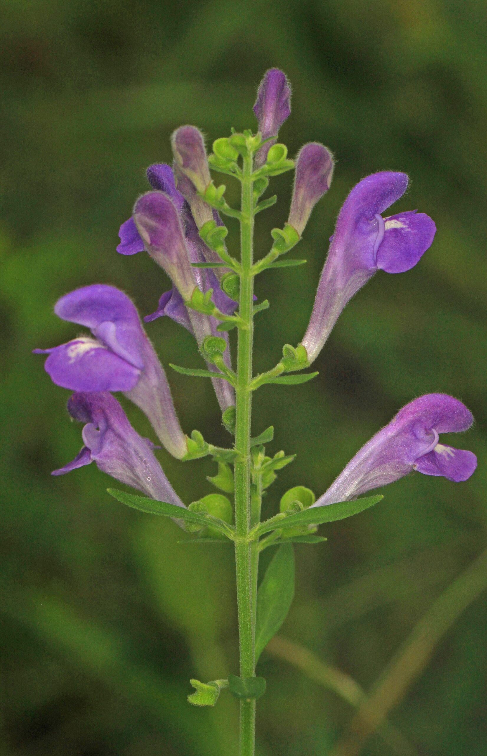 Skullcap - HerbKnowledge.net